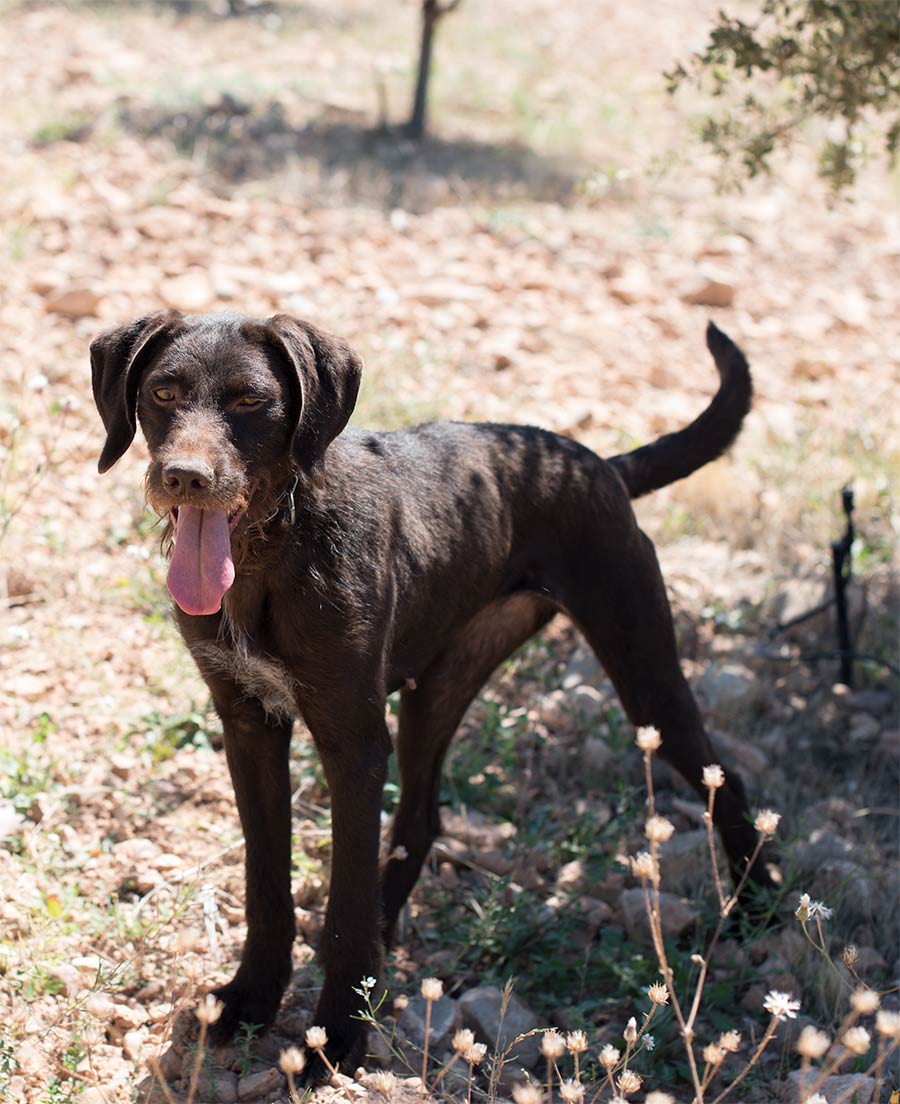 Cómo saber elegir un perro trufero – Sentidos Truferos