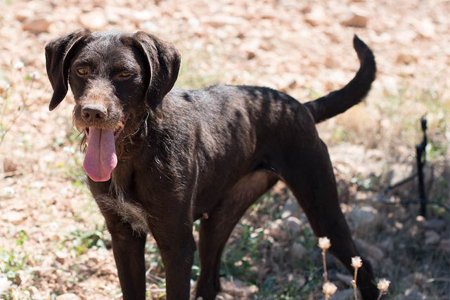 Cómo saber elegir un perro trufero – Sentidos Truferos